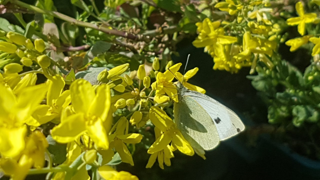 Alex’s Science Invertebrate hunt and Spanish – Lings Primary School Blogs
